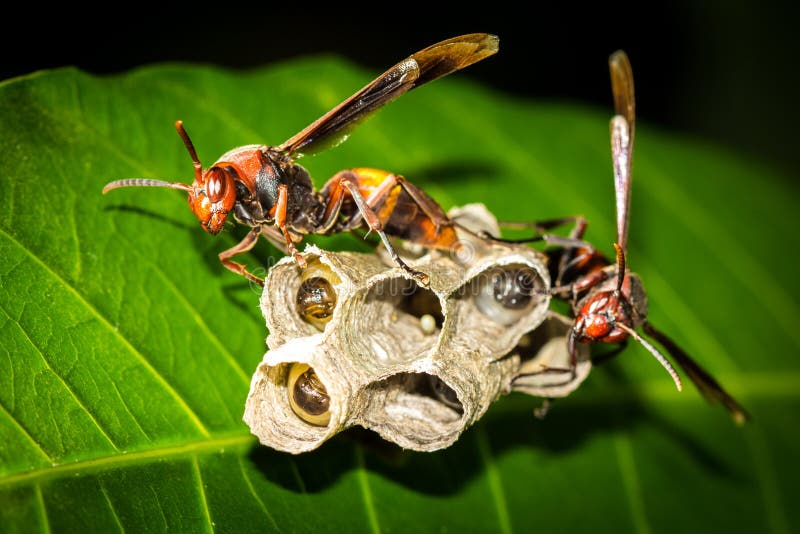 Big wasps. stock photo. Image of garden, life, care, habitat - 99626906