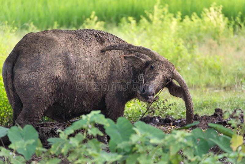 Big water buffalo stock photo. Image of bovine, staring - 80291532