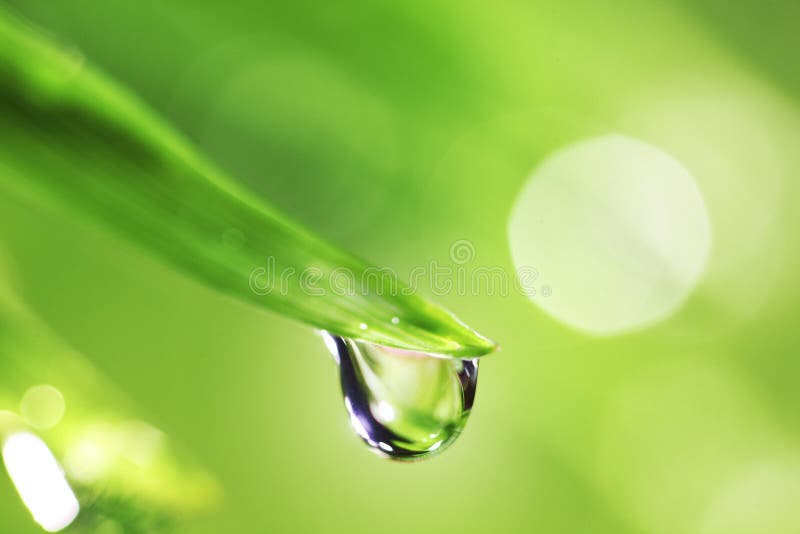 Water dripping stock photo. Image of leaves, calm, liquid - 5403352