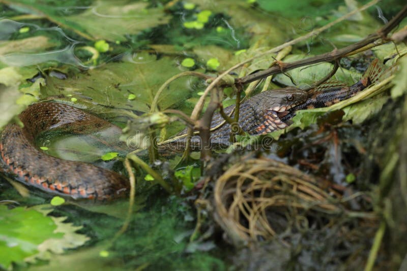 Water Snake Eaiting Fish in the Water. Wildlife in the River Stock ...