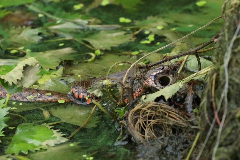 Water Snake Eaiting Fish in the Water. Wildlife in the River Stock ...