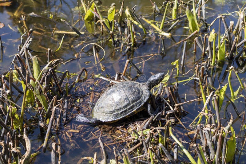 Turtle stock photo. Image of outdoor, pond, grass, wildlife - 250526566