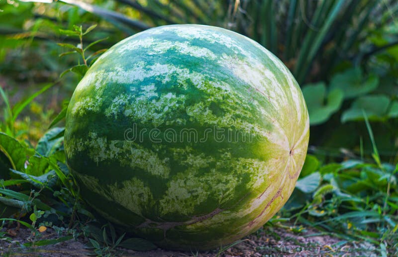A Big Watermelon on the Ground Stock Image - Image of melon, leaf ...