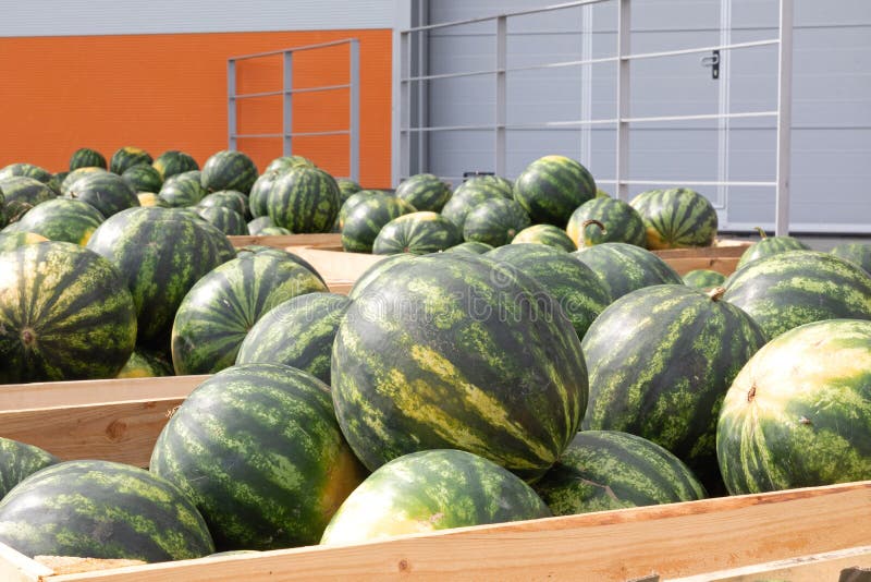 Big Watermelons stock photo. Image of market, warehouse - 166317500