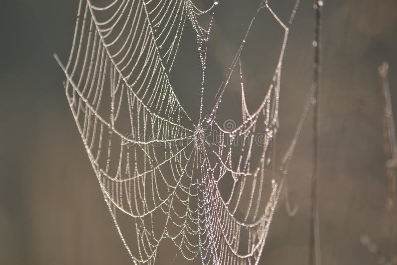 A Big Web in the Field Flowered Stock Image - Image of glitters, lying ...