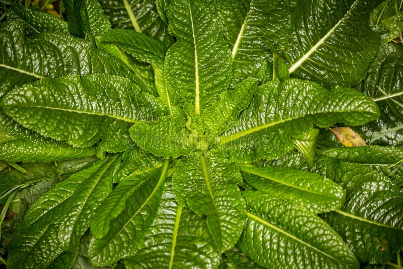 Big weed plant stock image. Image of meadow, autumn, macro - 46850835