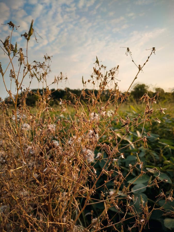 Big Weeds Hinders To the Field for Growth Stock Photo - Image of flora ...