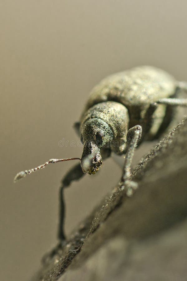 Big and Weird Grey Bug on the Tree Bark in the Park Stock Photo - Image ...