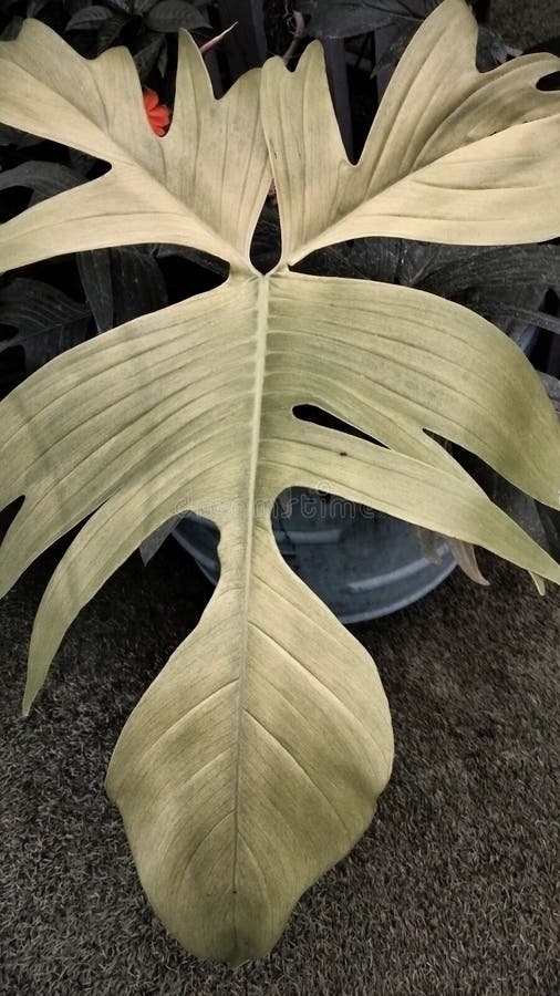 Big and weird looking leaf stock image. Image of pattern - 265010661