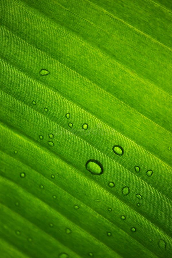 Big Wet Translucent Leafs with Drops of Dew Stock Image - Image of ...