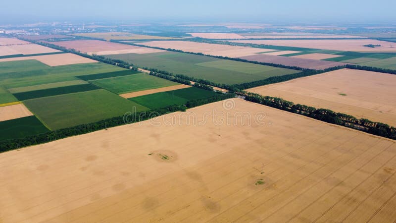Big Wheat Field. Different Agricultural Fields. Panoramic View Stock ...