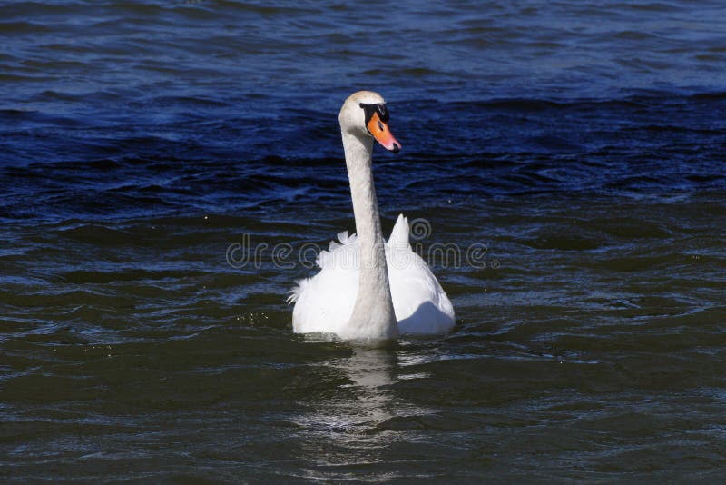 Swan Alpha Male Stock Photos - Free & Royalty-Free Stock Photos from ...