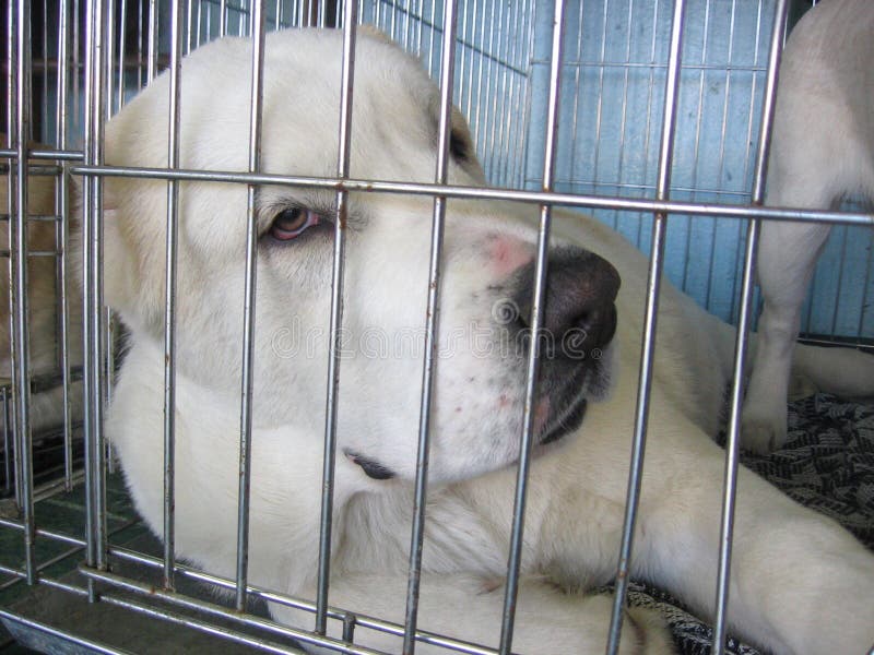 Big White Angry Dog Sitting in a Cage Aggressive Stock Image - Image of ...