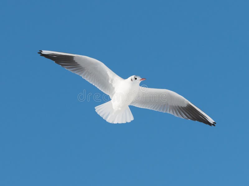 White bird fly on blue sky stock image. Image of closeup - 37769447