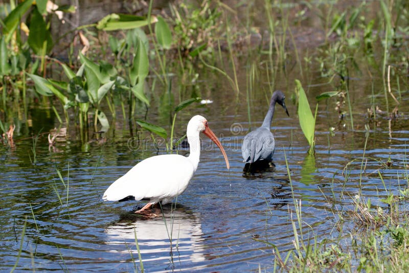 A Big White Bird in the Water Stock Image - Image of bird, grass: 22635377