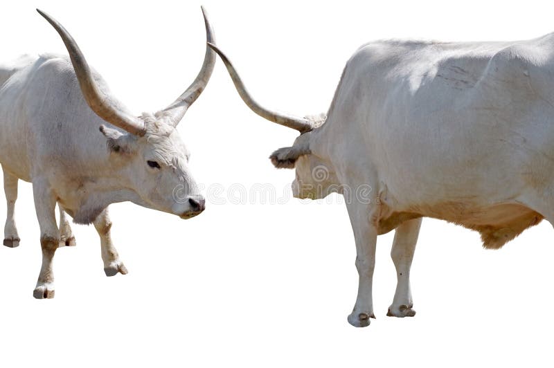 32,676 Bull Horns Photos - Free & Royalty-Free Stock Photos from Dreamstime