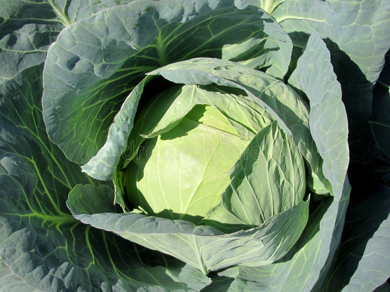 Big white cabbage stock photo. Image of greenery, botany - 101337756