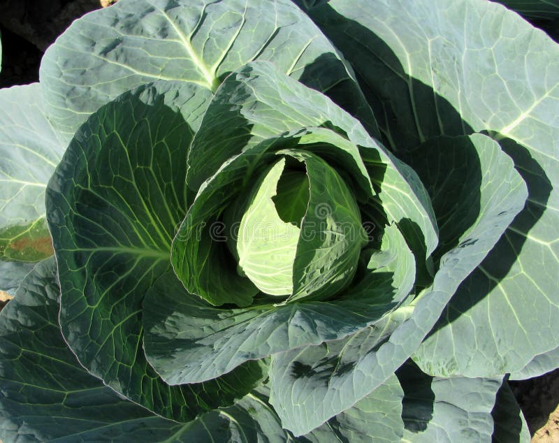 Big White Cabbage Growing in the Garden. Stock Image - Image of harvest ...