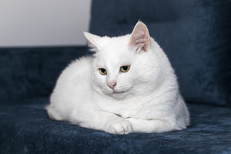 Close-up Portrait of a Big White Cat Stock Photo - Image of thoughtful ...