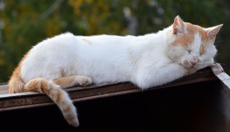 Big white cat sleep stock photo. Image of peace, furry - 44128626
