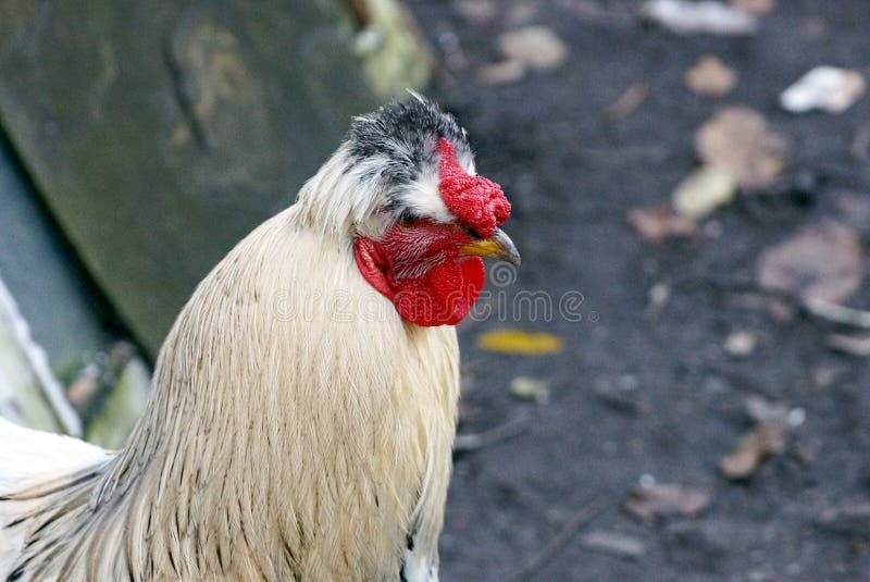 Broiler Chicken Open Beak Stock Photos - Free & Royalty-Free Stock ...