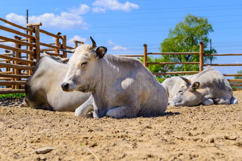 Big white cow stock photo. Image of farm, livestock, animal - 71204062