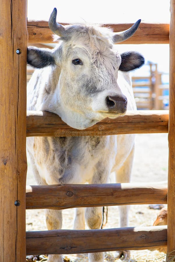 Big white cow stock photo. Image of cattle, nostrils - 71209938