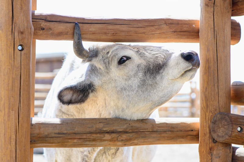 Big white cow stock photo. Image of livestock, milk, nostrils - 71210154