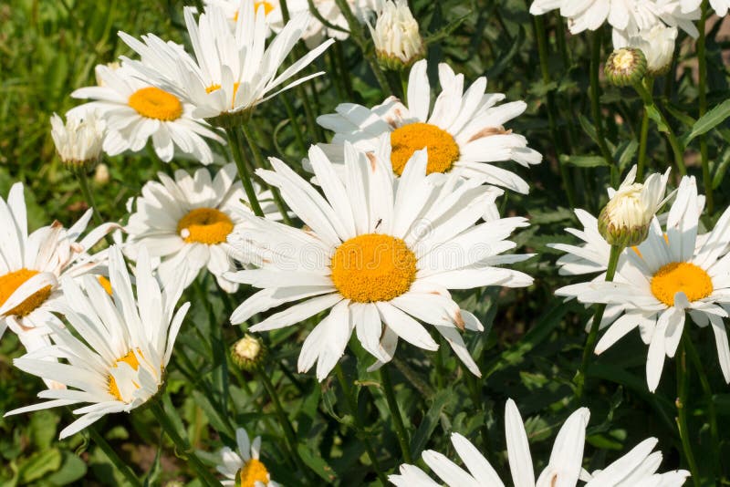 Big White Daisies Under the Bright Summer Sun Stock Photo - Image of ...