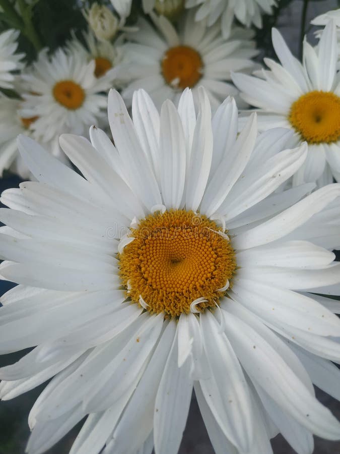 Big white daisy. stock image. Image of garden, petal - 265458937