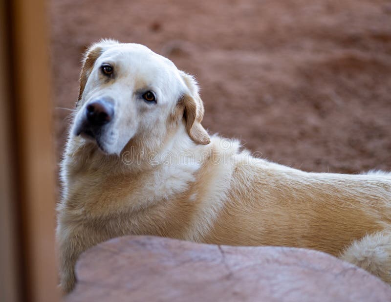 Big White Dog Making Eye Contact with the Camera Stock Photo - Image of ...