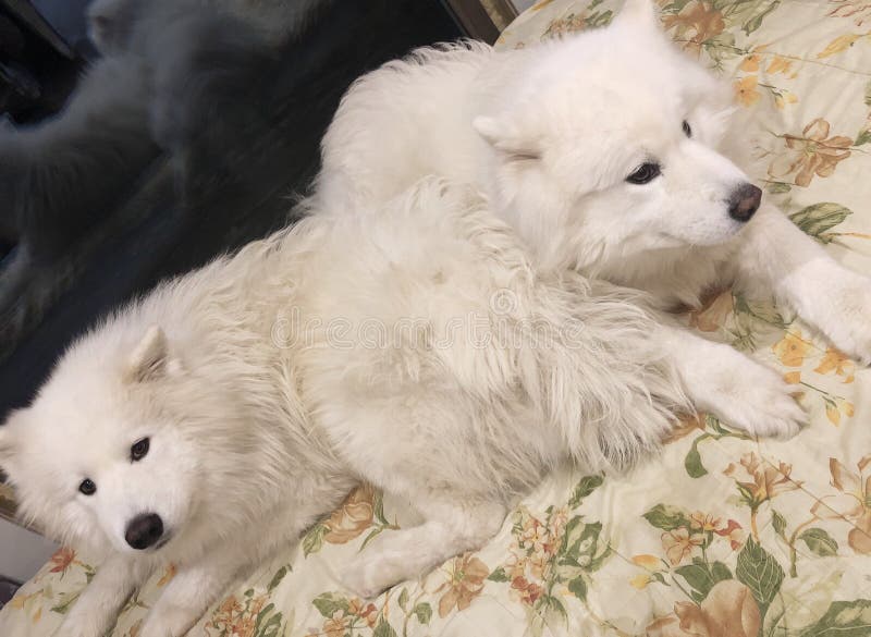 Big White Dog Samoyed on the Bed Stock Image - Image of beautiful, eyes ...