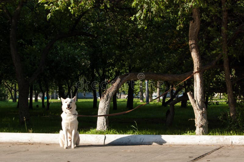 Big White Dog Tied To a Tree is Waiting for Its Owner Stock Image ...