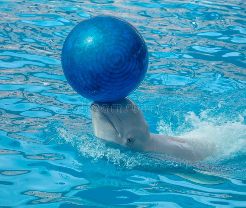 Dolphin Ball Play stock photo. Image of coloured, water - 33618398
