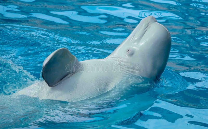 Big White Dolphin Swims in the Pool Stock Image - Image of white, fish ...