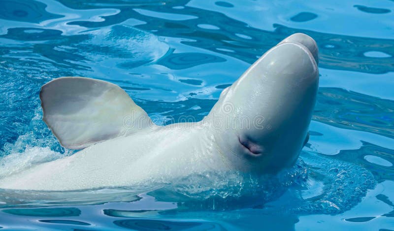 Big White Dolphin Swims in the Pool Stock Image - Image of mammal, blue ...