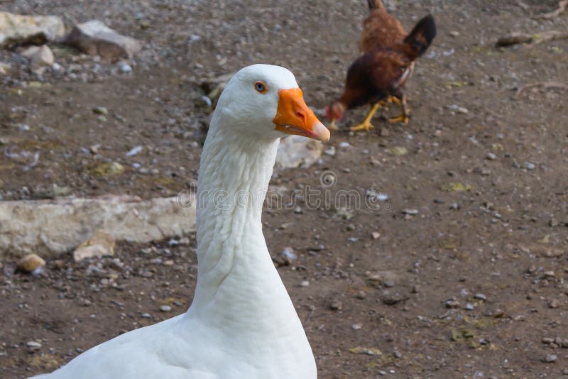 Big white duck stock image. Image of closeup, domesticated - 133945871