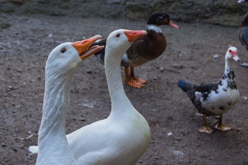 Big white duck stock photo. Image of avian, bird, domesticated - 133946134