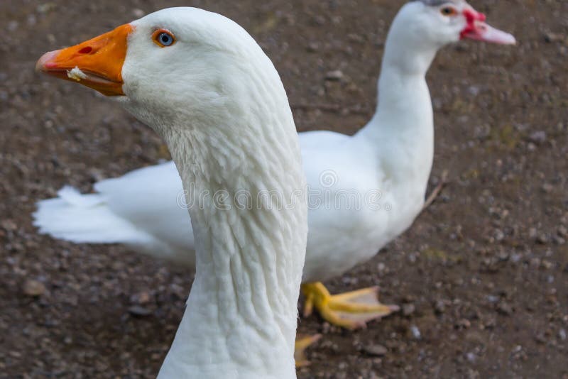 Big white duck stock photo. Image of fowl, geese, beautiful - 133945842