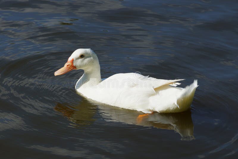 Big White Duck is Swimming in the Water Stock Image - Image of outdoor ...