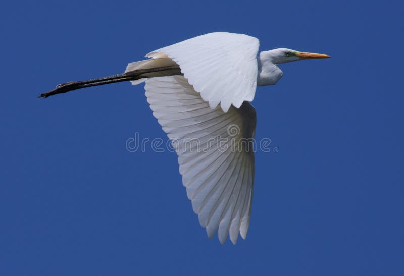 Big White Egret In Flight, Isolated On A Blue Sky Picture. Image: 10359972