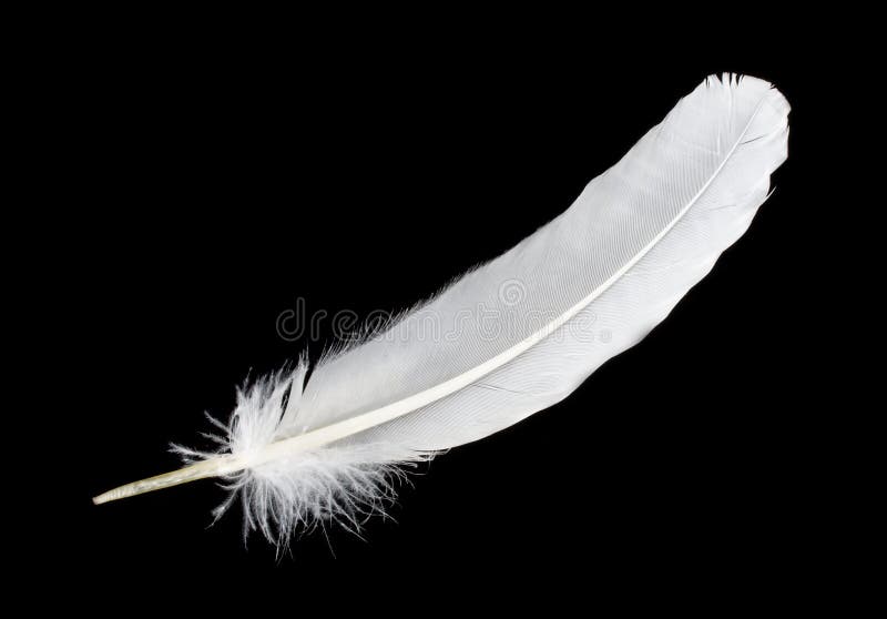 Big white feather stock image. Image of color, softness - 11366451
