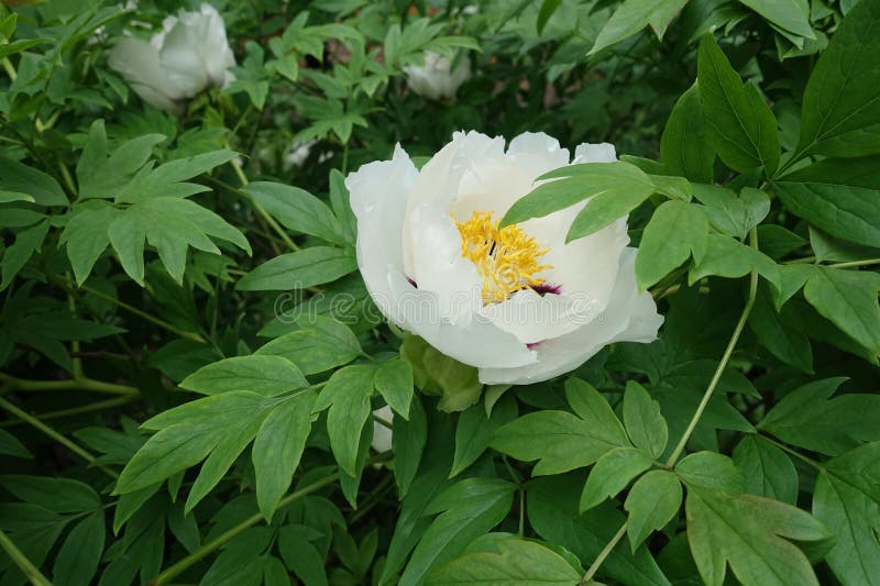Big White Flower of Tree Peony Stock Photo - Image of vegetation, rock ...