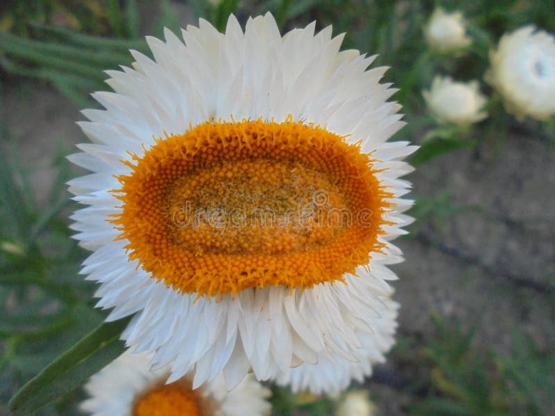 Big White Flowers in the Garden. Stock Photo - Image of flower ...