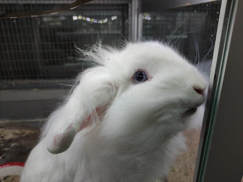 Big White Fluffy Rabbit in a Cage Stock Image - Image of portrait ...