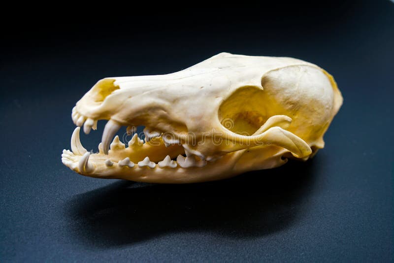 White Fox Skull, Dogs, on a Black Background, Teeth Stock Photo - Image ...