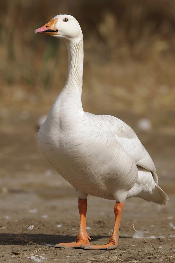 Big white goose stock illustration. Illustration of white - 318774257