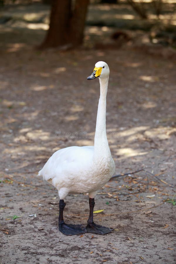Big wild goose stock image. Image of bird, waterfowl - 172350477