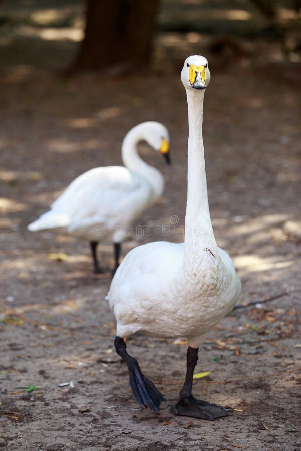 Big wild goose stock photo. Image of background, meadow - 171749458