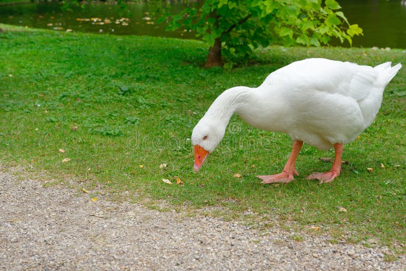 Big white goose stock image. Image of animal, grass, closeup - 81239519